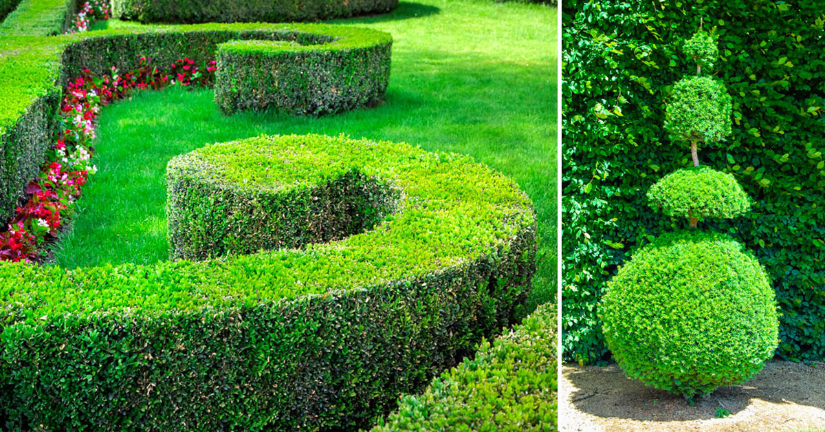 Come tagliare la siepe in modo creativo: 10 idee per un giardino da favola