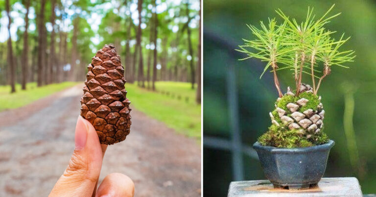 Come far germogliare un pino da una pigna? La guida passo per passo