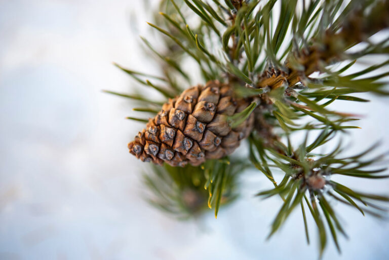 Come far germogliare un pino da una pigna? La guida passo per passo